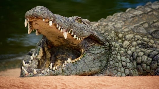 How did a 3-year-old end up in a crocodile enclosure at a UK zoo? Man ...