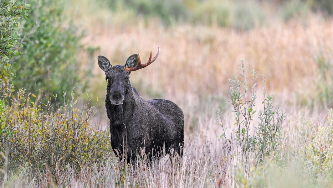 How to stay safe around moose