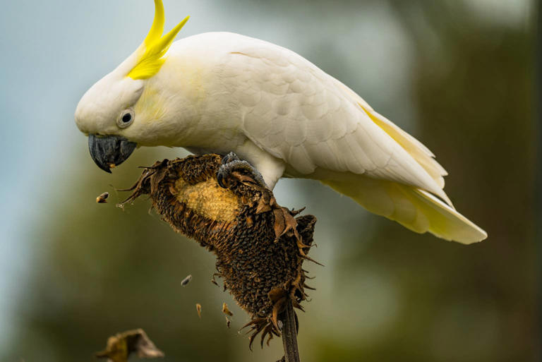 Poppy the cockatoo hilariously discovers her feet for the first time