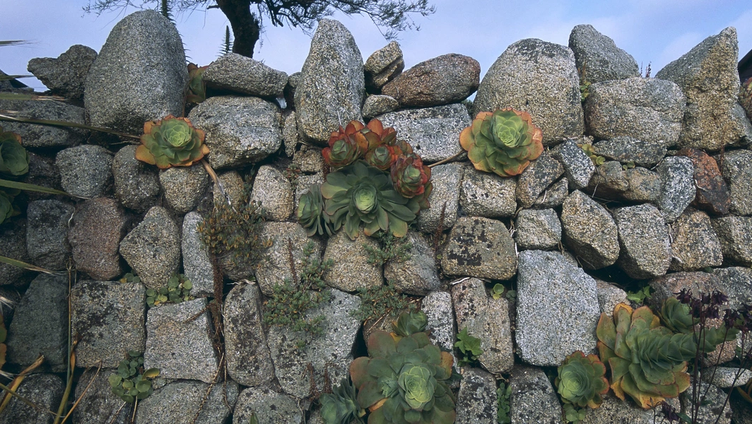 6 affordable and stylish driveway edging ideas