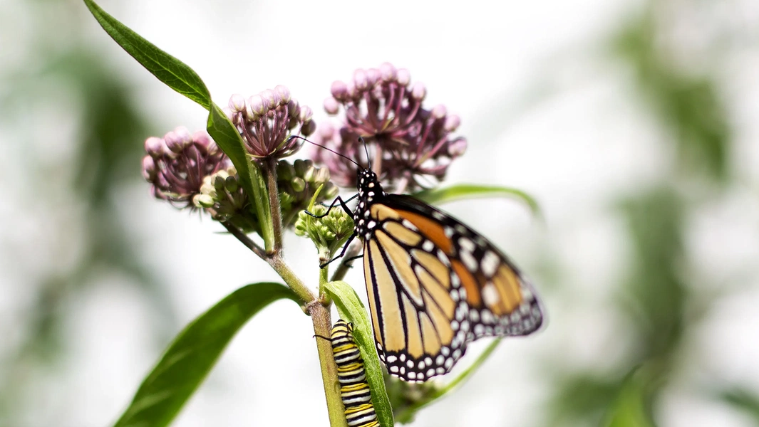 Monarch butterflies: life cycle, migration, and conservation