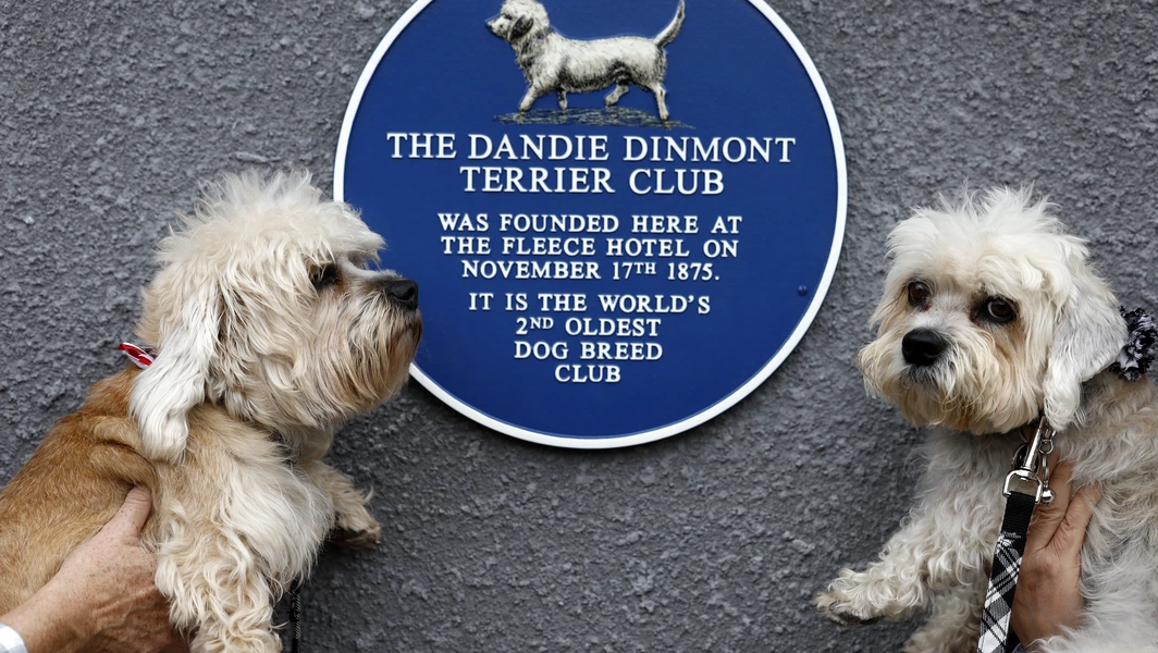15 terrier breeds with distinct traits and histories