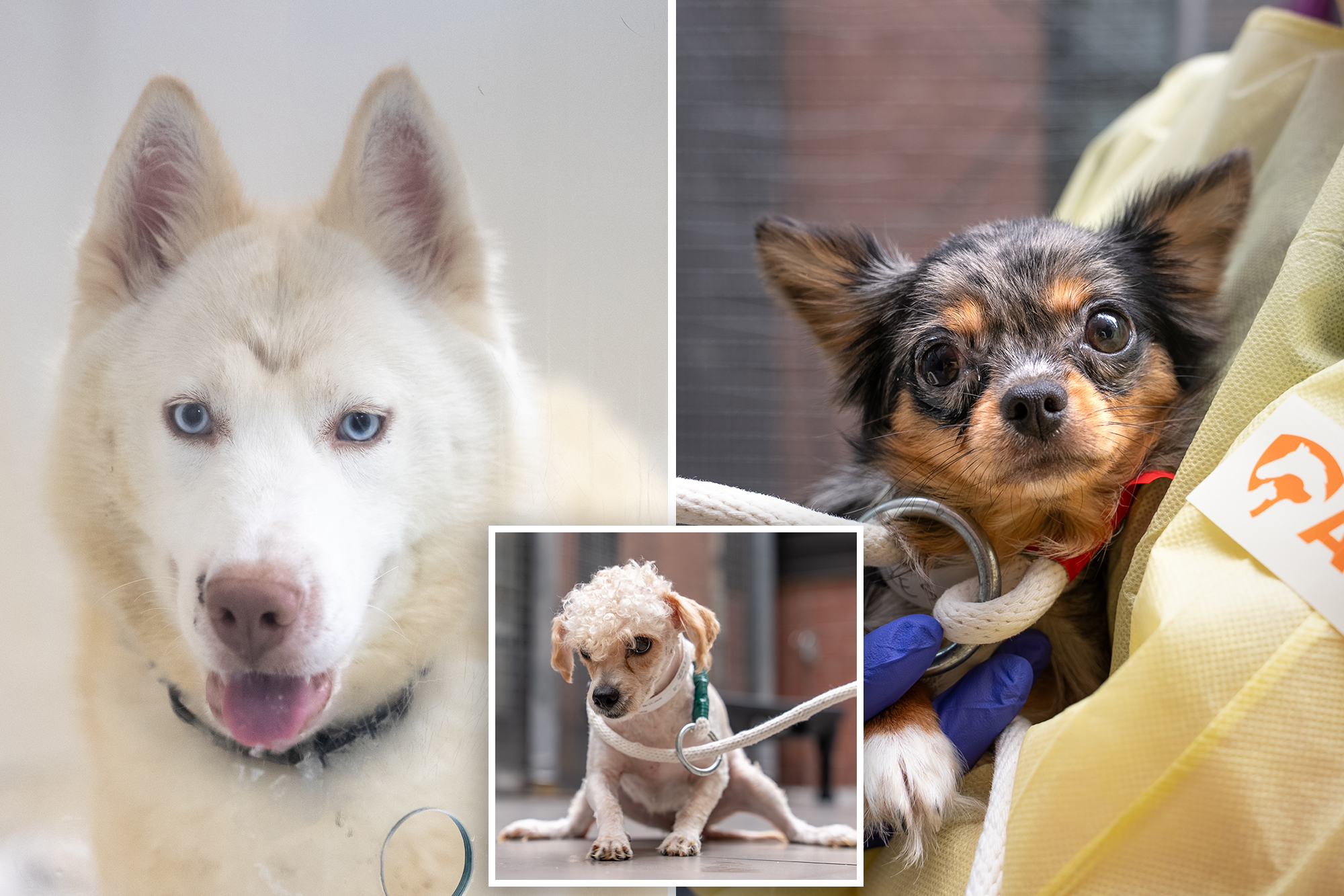 NYC woman arrested after 27 animals, including dead dog, found living ...