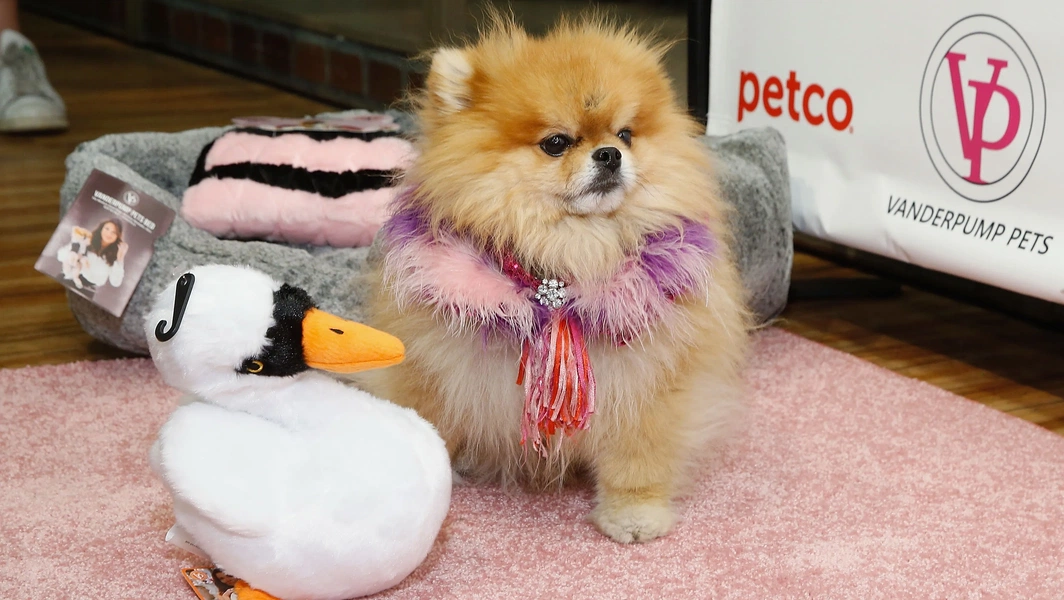 12 pets who amassed extraordinary wealth
