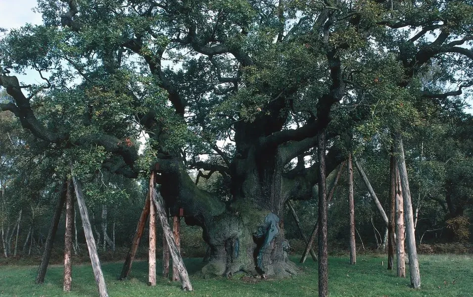 Major Oak, Robin Hood’s legendary tree, confirmed dead at 1,200