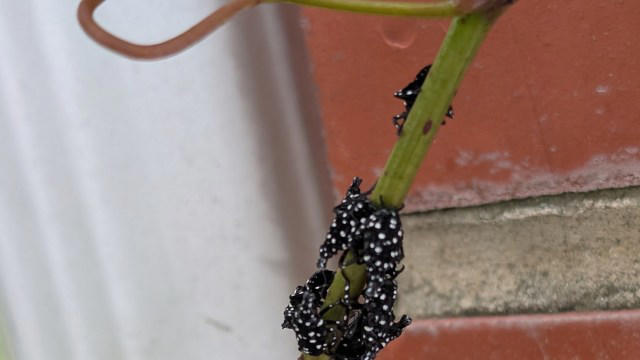 Fairfax tells residents to squash spotted lanternfly nymphs now, before ...