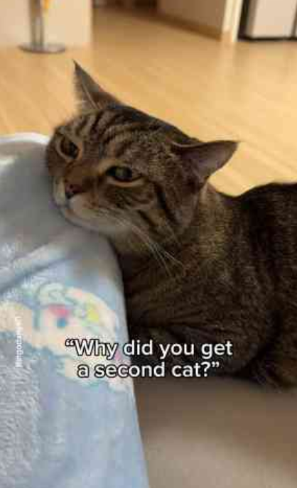 Cute cat videos adorable kittens and dwarf cats