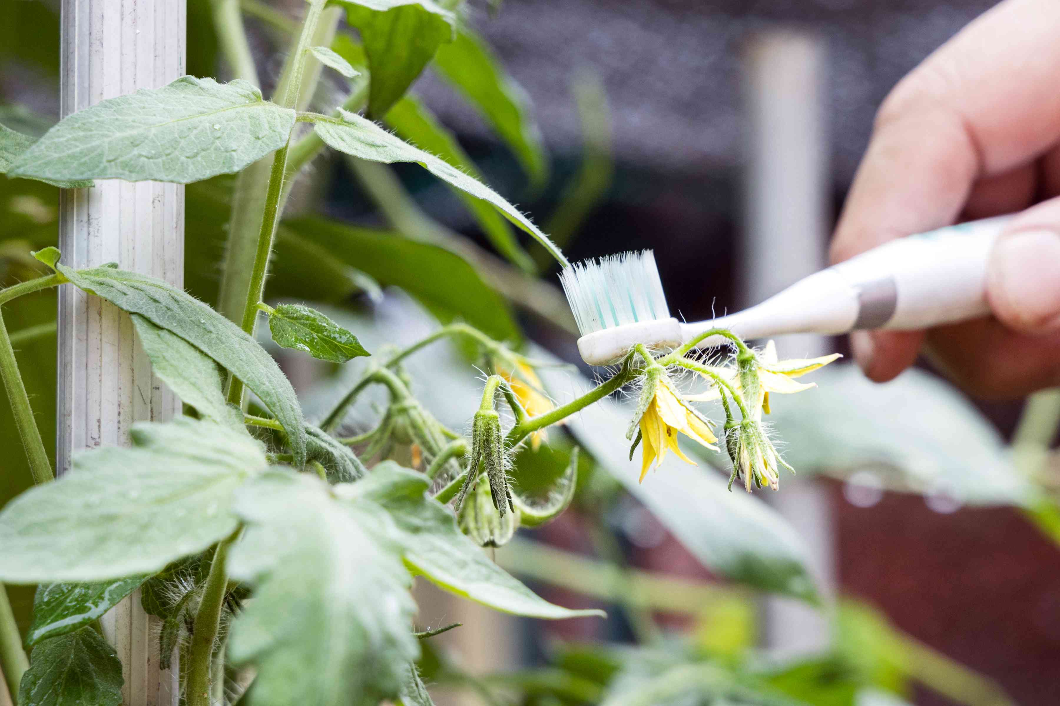How to hand-pollinate tomato plants for a bigger harvest