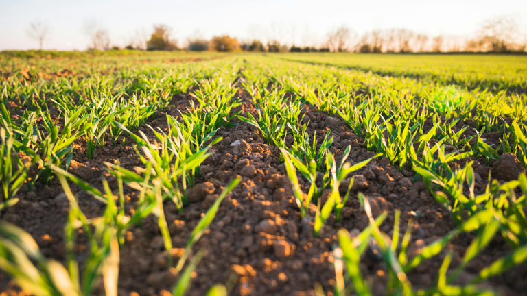 Soil's treasure: Scientists discovered a hidden phosphorus reservoir ...