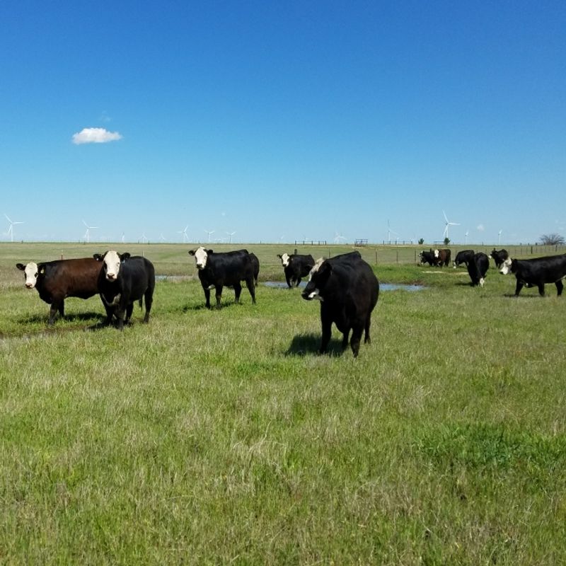 This Oklahoma family farm has been raising grass-fed beef and lamb ...