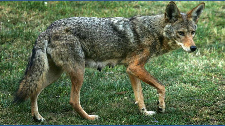 Johnston considering new steps to control rising coyote concerns