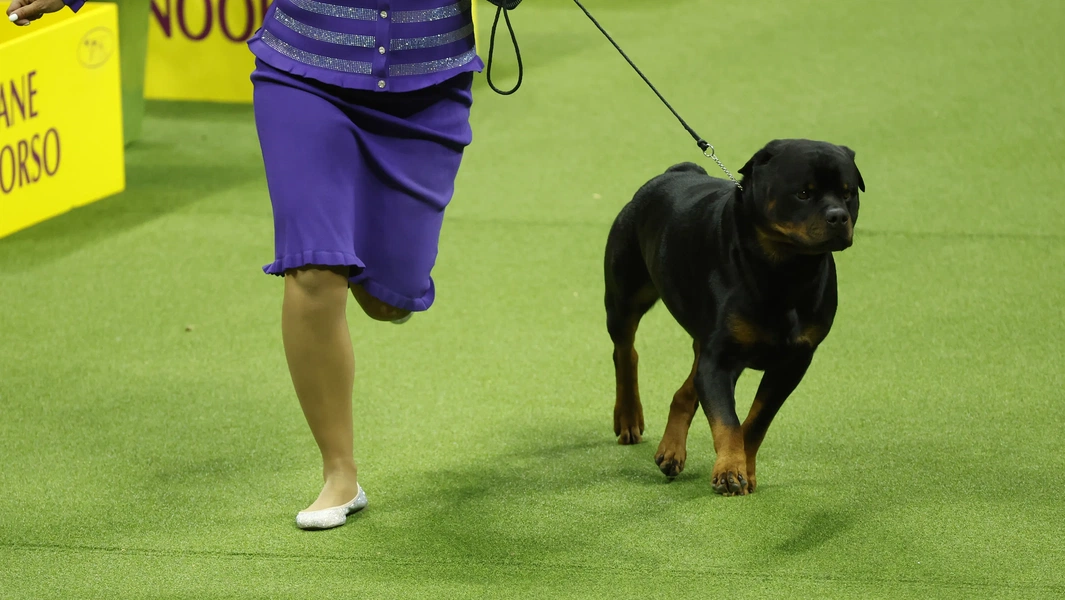 Rottweiler history, traits, and training insights