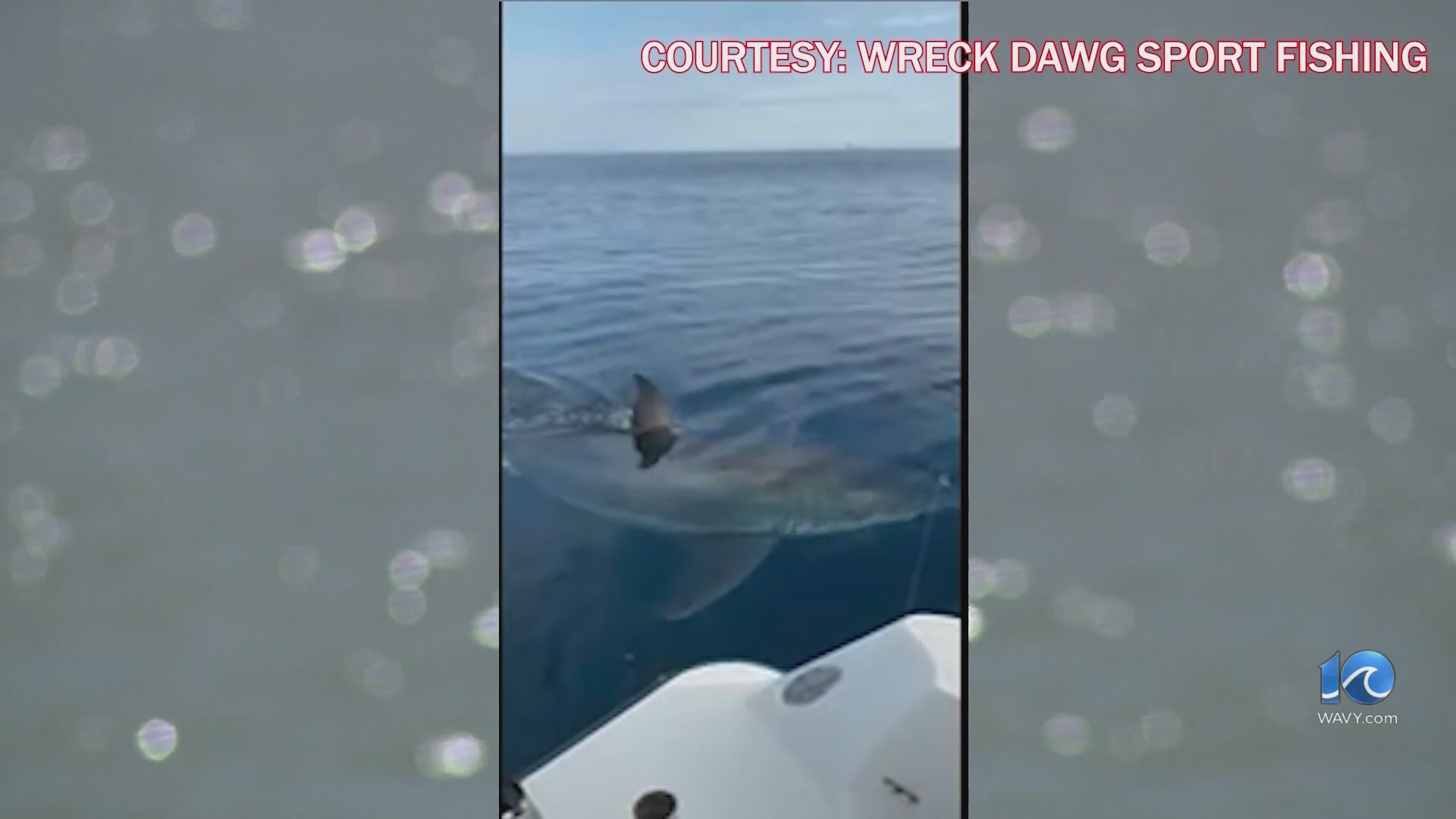 Great white shark encounter stuns Virginia Beach fishing crew