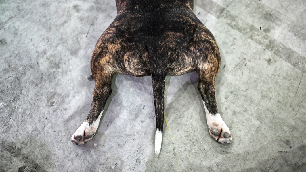 Understanding canine body language and behavior