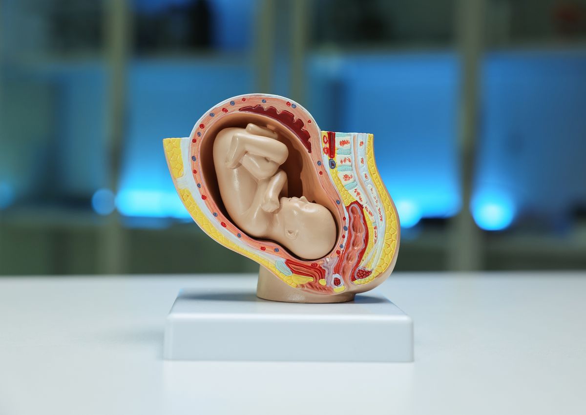 Skeleton of unborn Neanderthal helps reveal how they developed in the womb