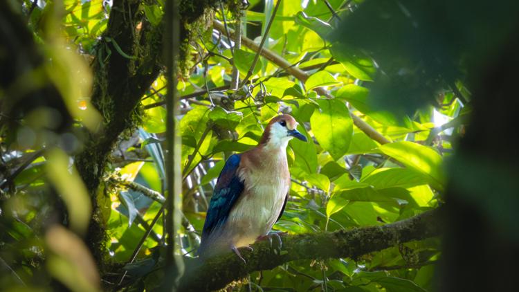 Toledo Zoo helps rediscover rare pigeon species