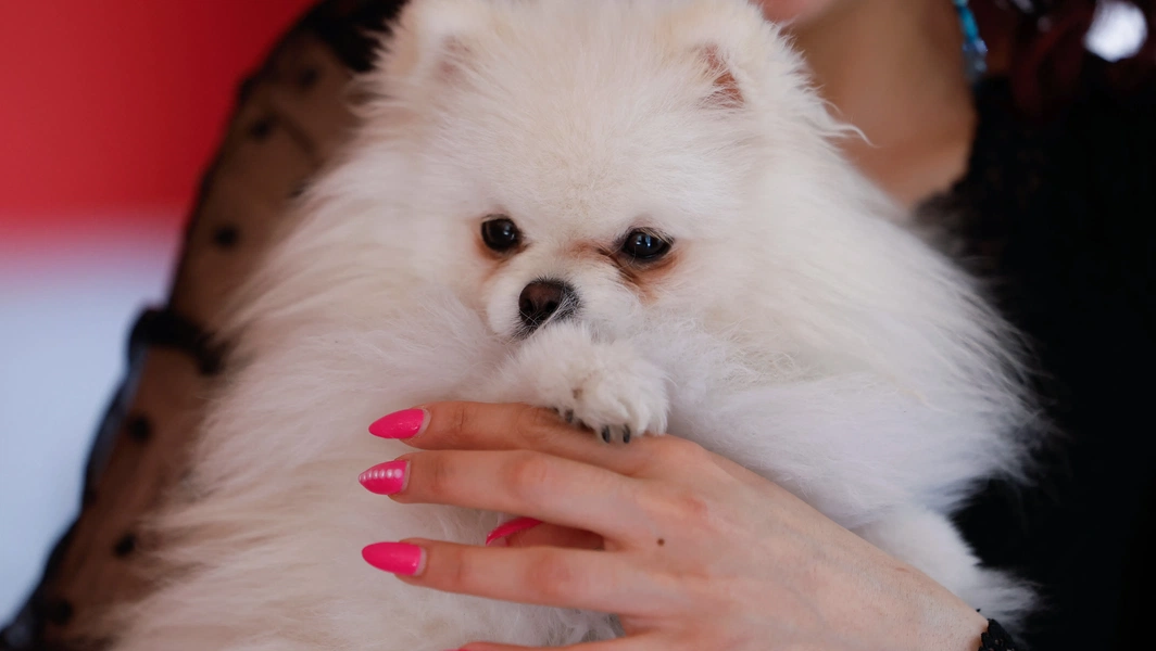 5 charming small dog breeds