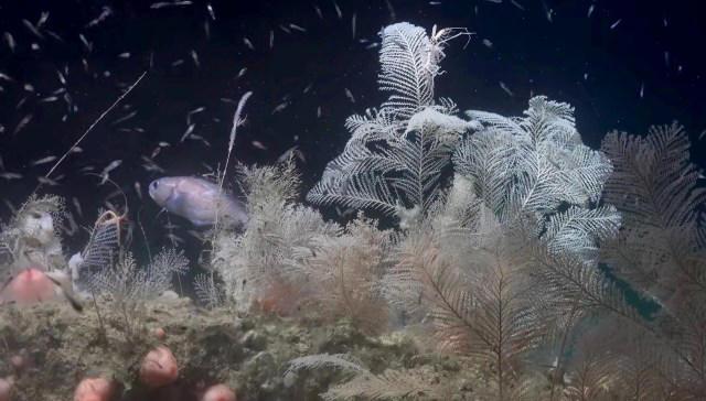 Scientists uncover a deep-sea coral kingdom almost the size of Vatican City