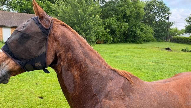 Caught on camera: Horse(power) lets loose on bypass in St. Joseph County