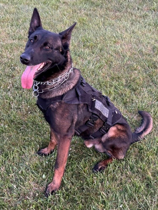K9 Juice helps capture wanted Oregon man hiding in creek