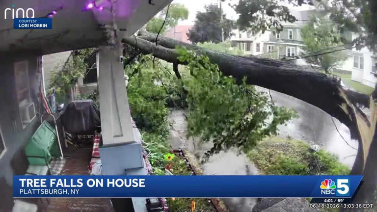 Watch: Tree falls on power lines in Plattsburgh