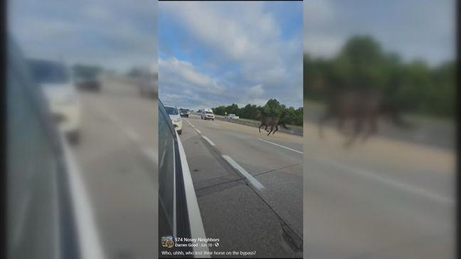 Caught on camera: Horse(power) lets loose on bypass in St. Joseph County