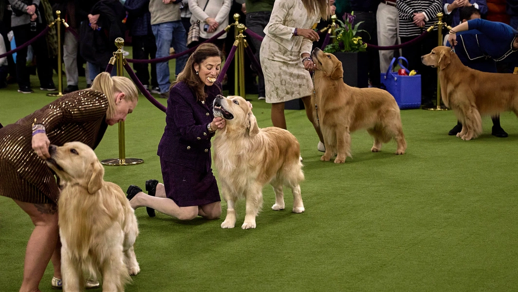 Golden retriever breed standards and traits