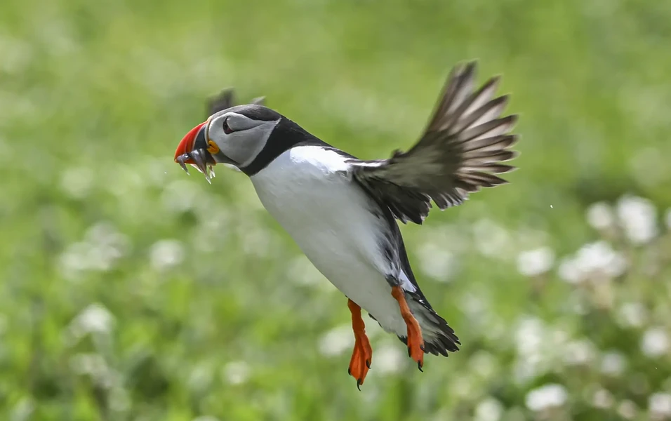 AI takes puffin conservation to new heights