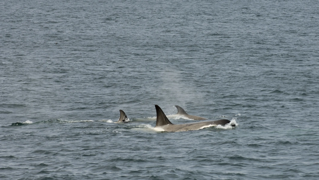 Orcas adapt hunting tactics from Mexico to Pacific coast