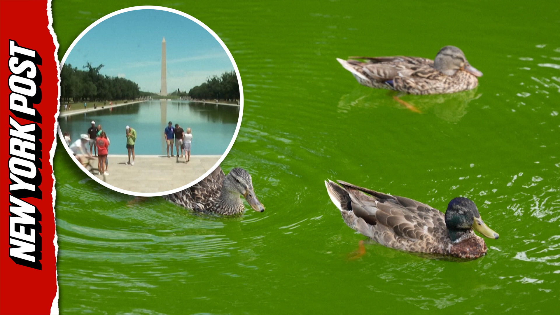Reflecting pool begins to peel as Trump admin struggles with algae ...