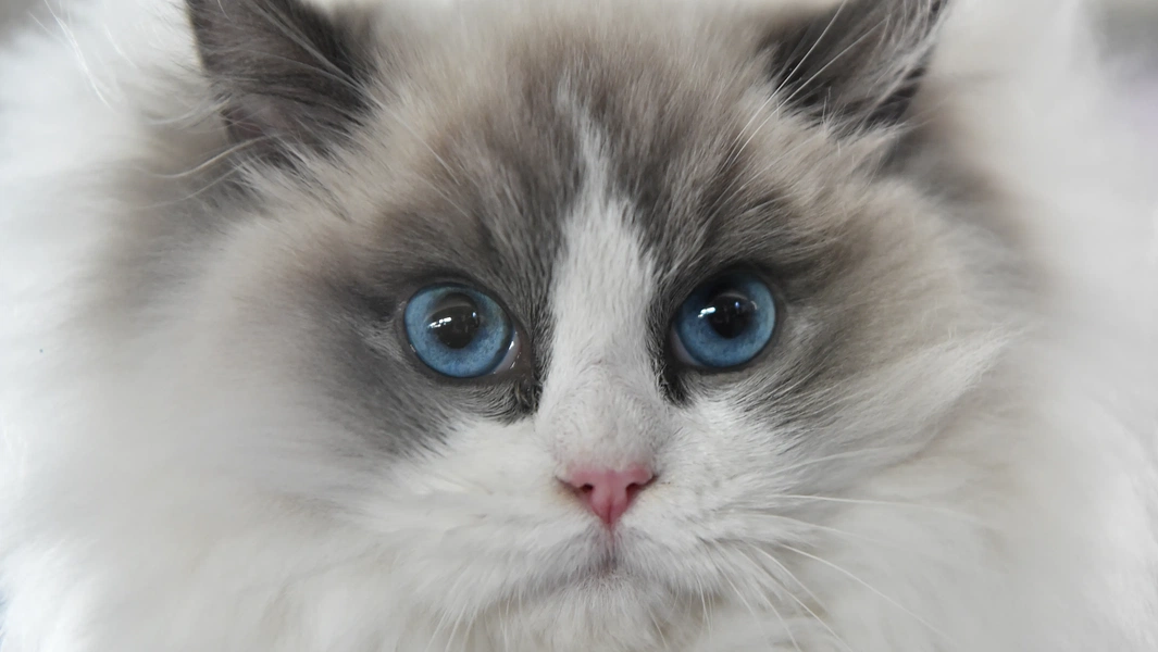 Why ragdoll cats steal hearts everywhere