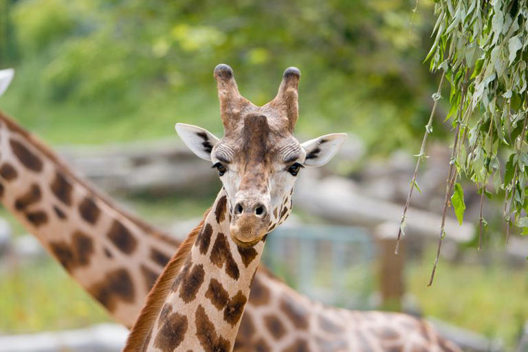 Rare animal arrives at Chester Zoo and he's 'quite the catch'