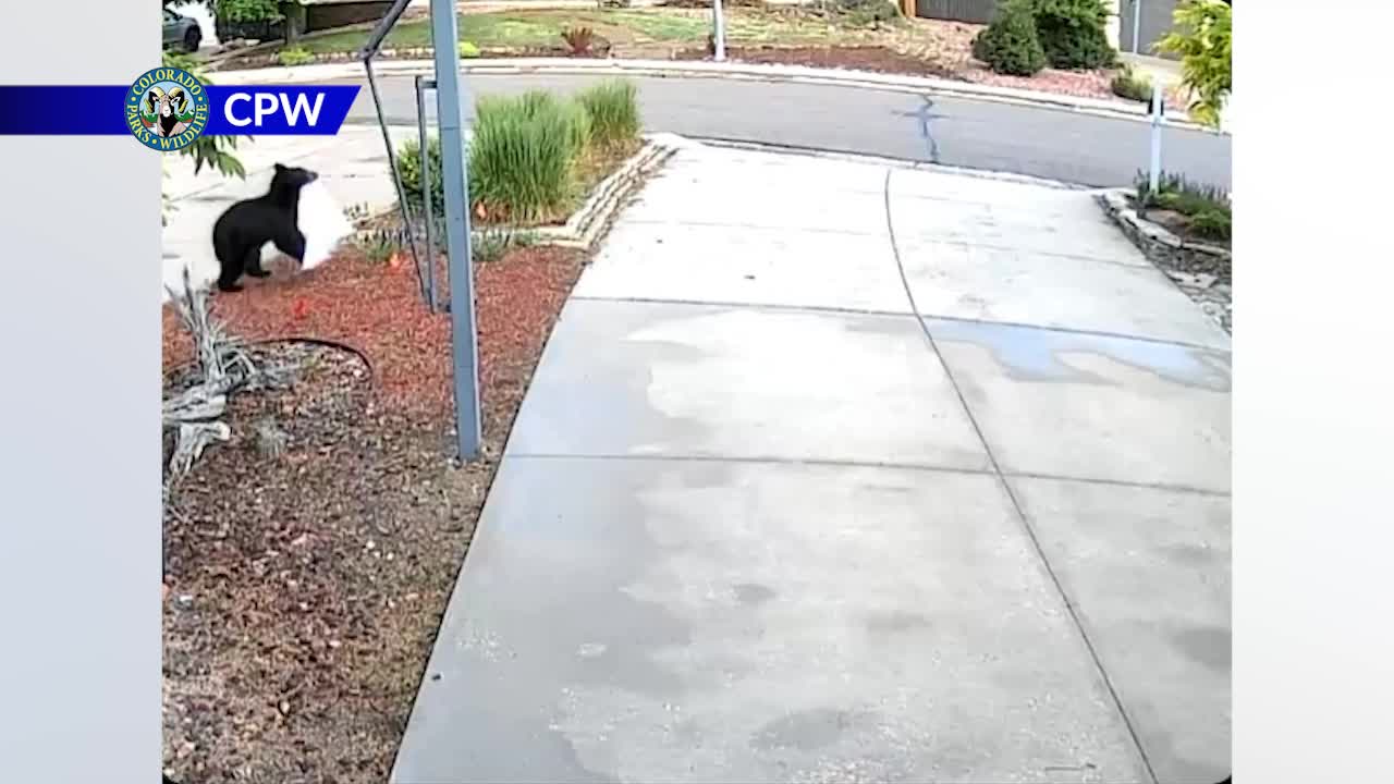 Bear pulls full trash bag out of Colorado Springs garage