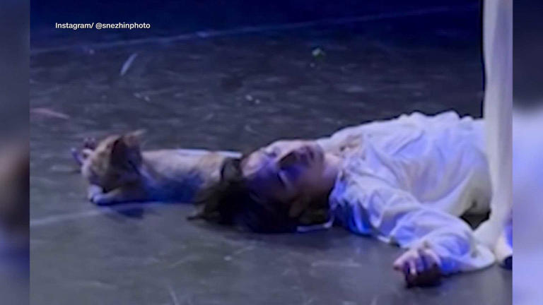 Cute video: Stray cat steals the spotlight during 'Romeo & Juliet ...