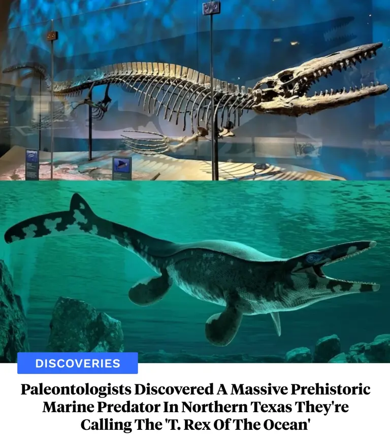 The 'T rex of the ocean': Scientists just identified a predator the ...