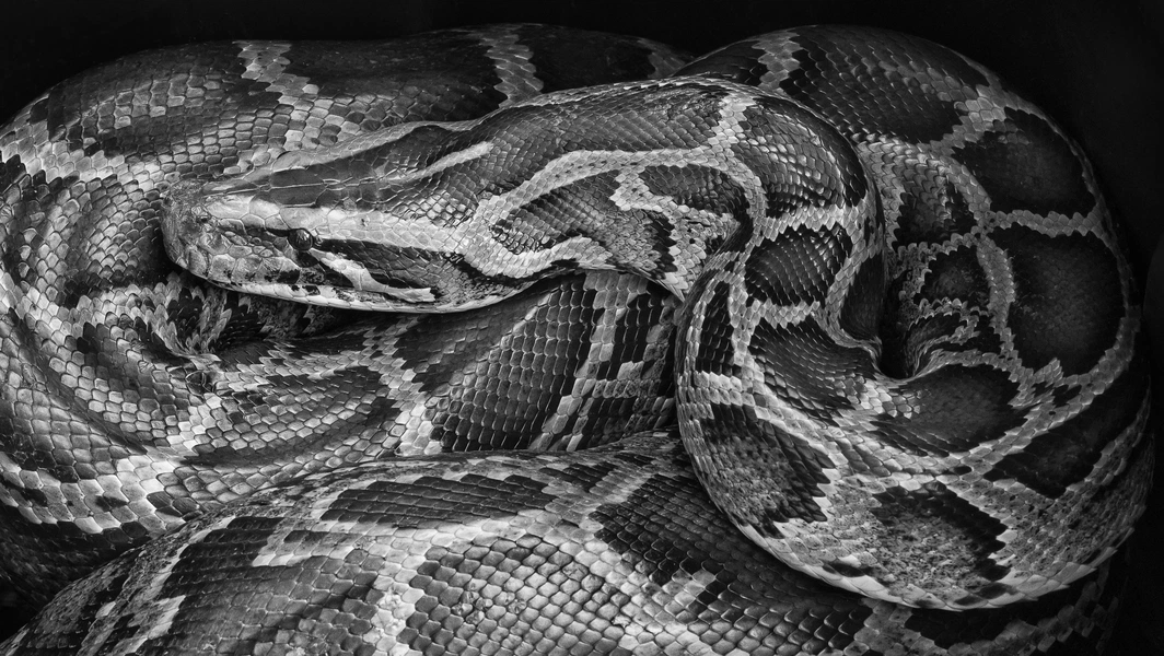 Burmese pythons found to spread seeds in Everglades