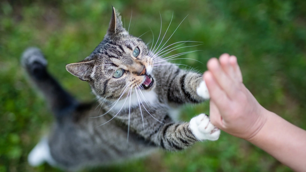 How cats bond with humans
