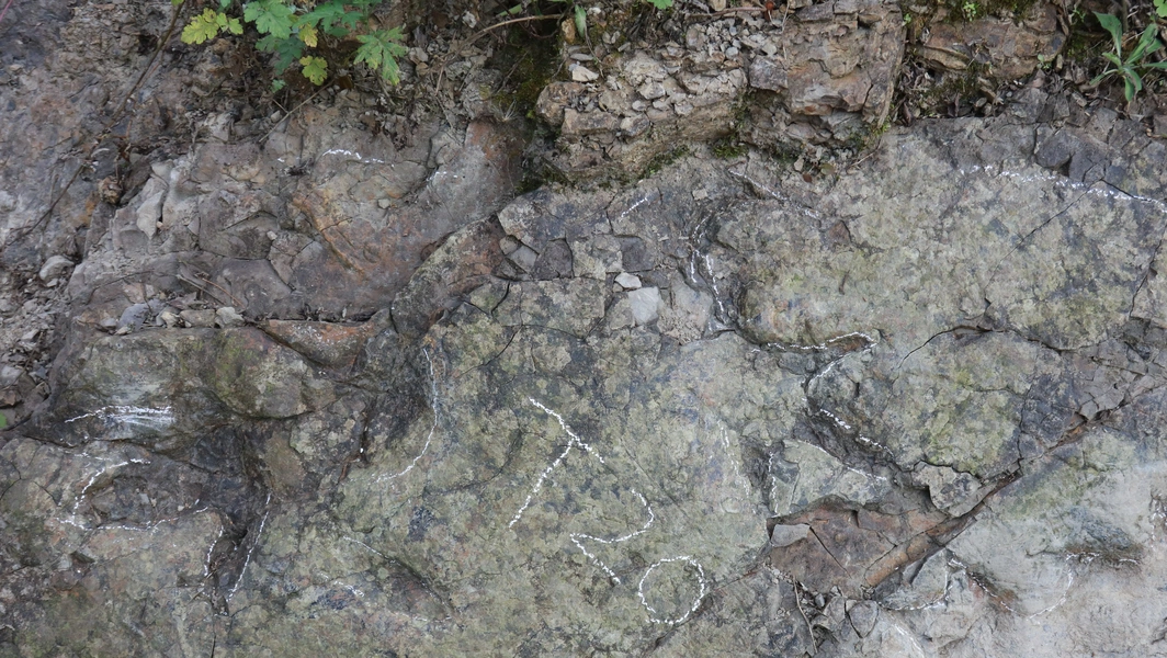 12 remarkable fossil discoveries and insights