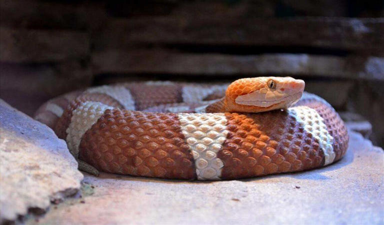 World Cup athletes get a real NC experience: a copperhead snake at base ...