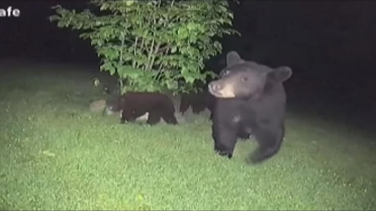 Lawrence County woman recalls bear family caught on camera, husband’s ...