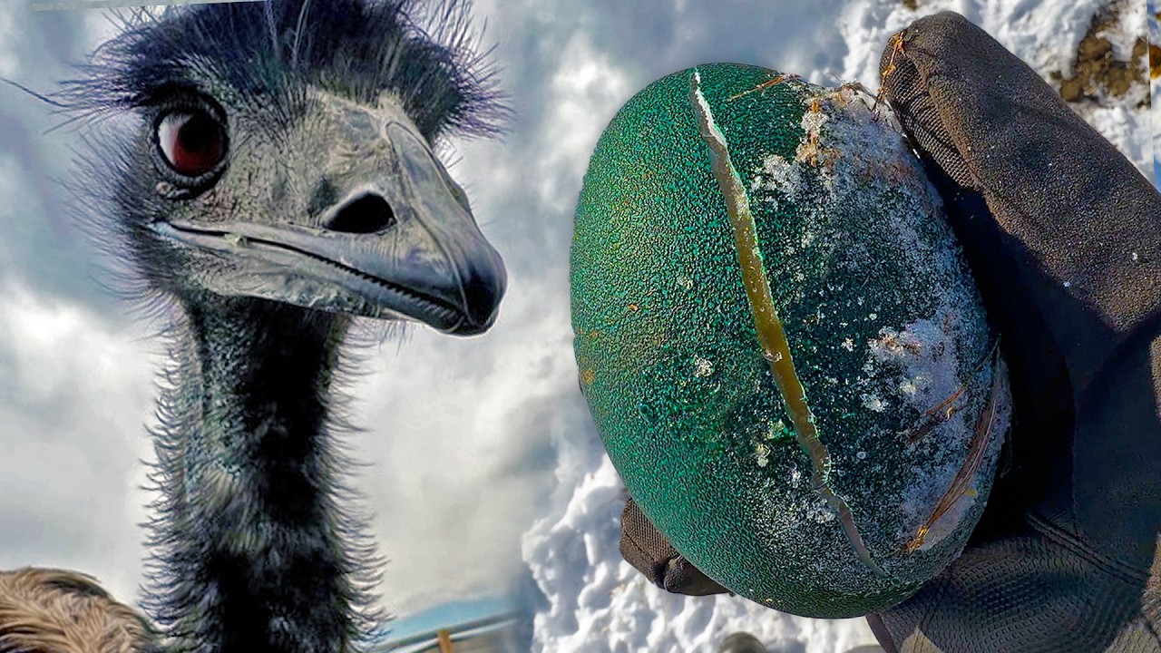 Emu eggs are back! But there's a twist...