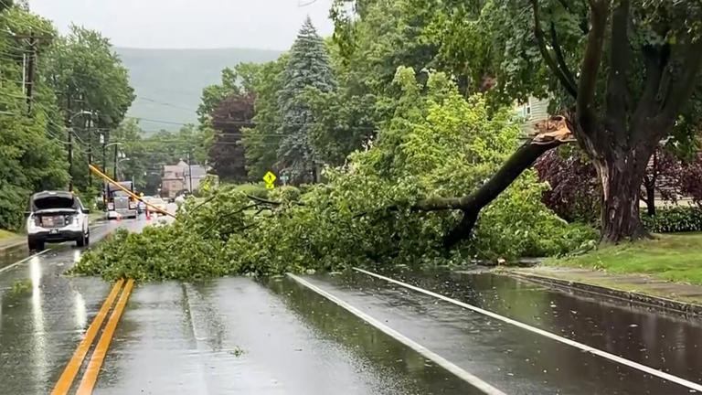 Storms take down power lines and trees