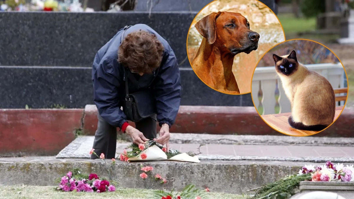 Iniciativa busca otorgar licencia de trabajo por muerte de mascotas