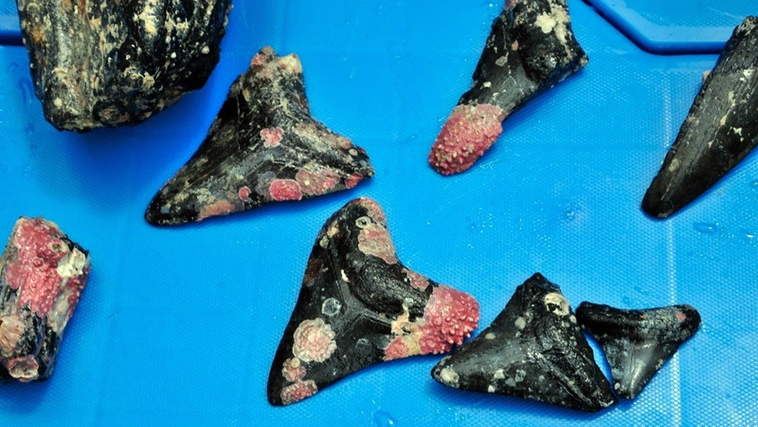 4 Florida beaches for exceptional shark tooth hunting