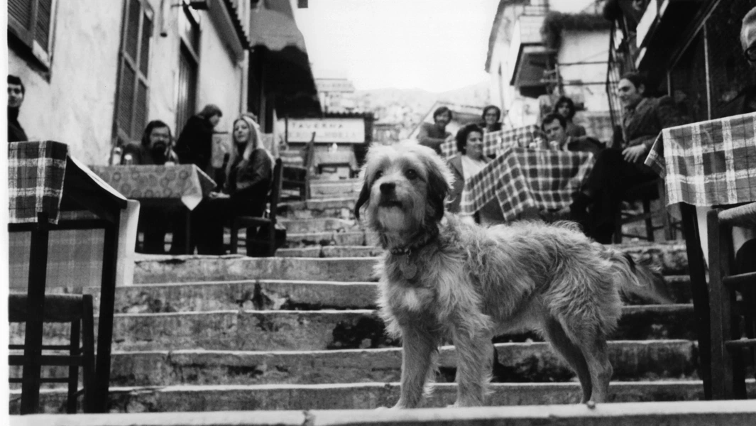 13 famous animal stars from film, TV, and animation