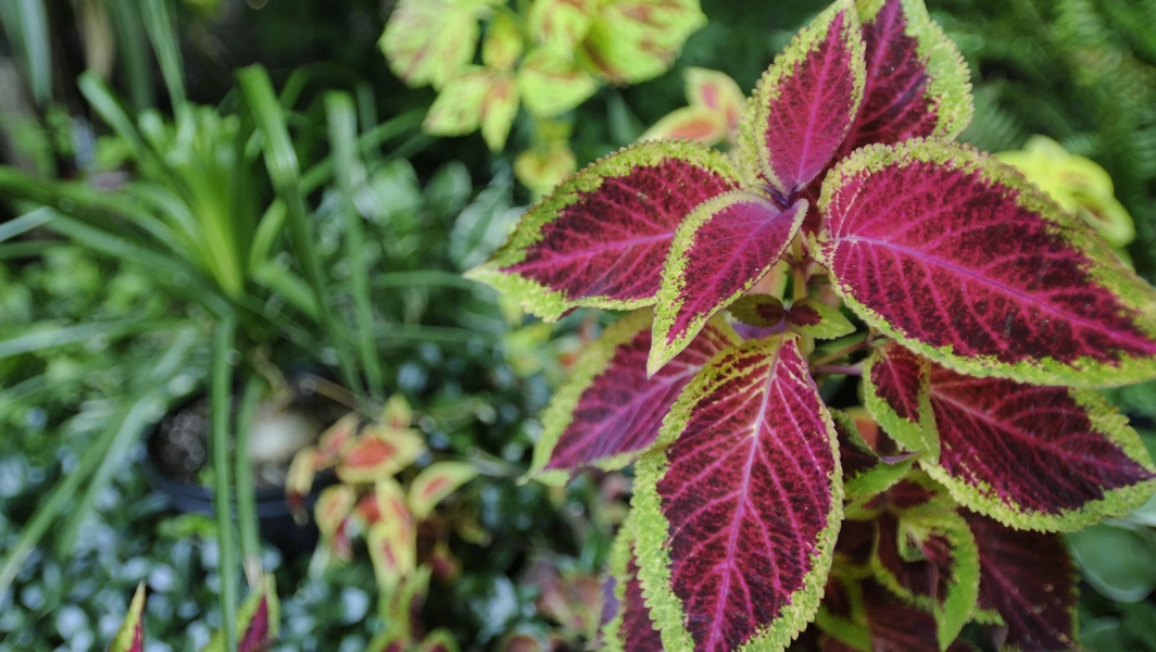 9 stunning plants with year-round appeal