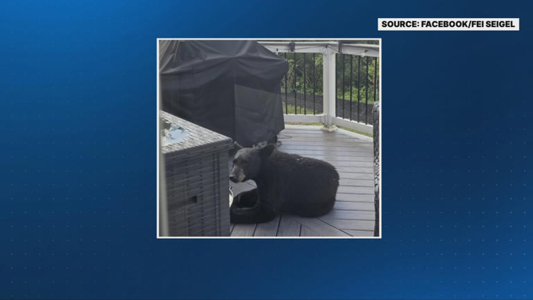 Lawrence County woman recalls bear family caught on camera, husband’s ...