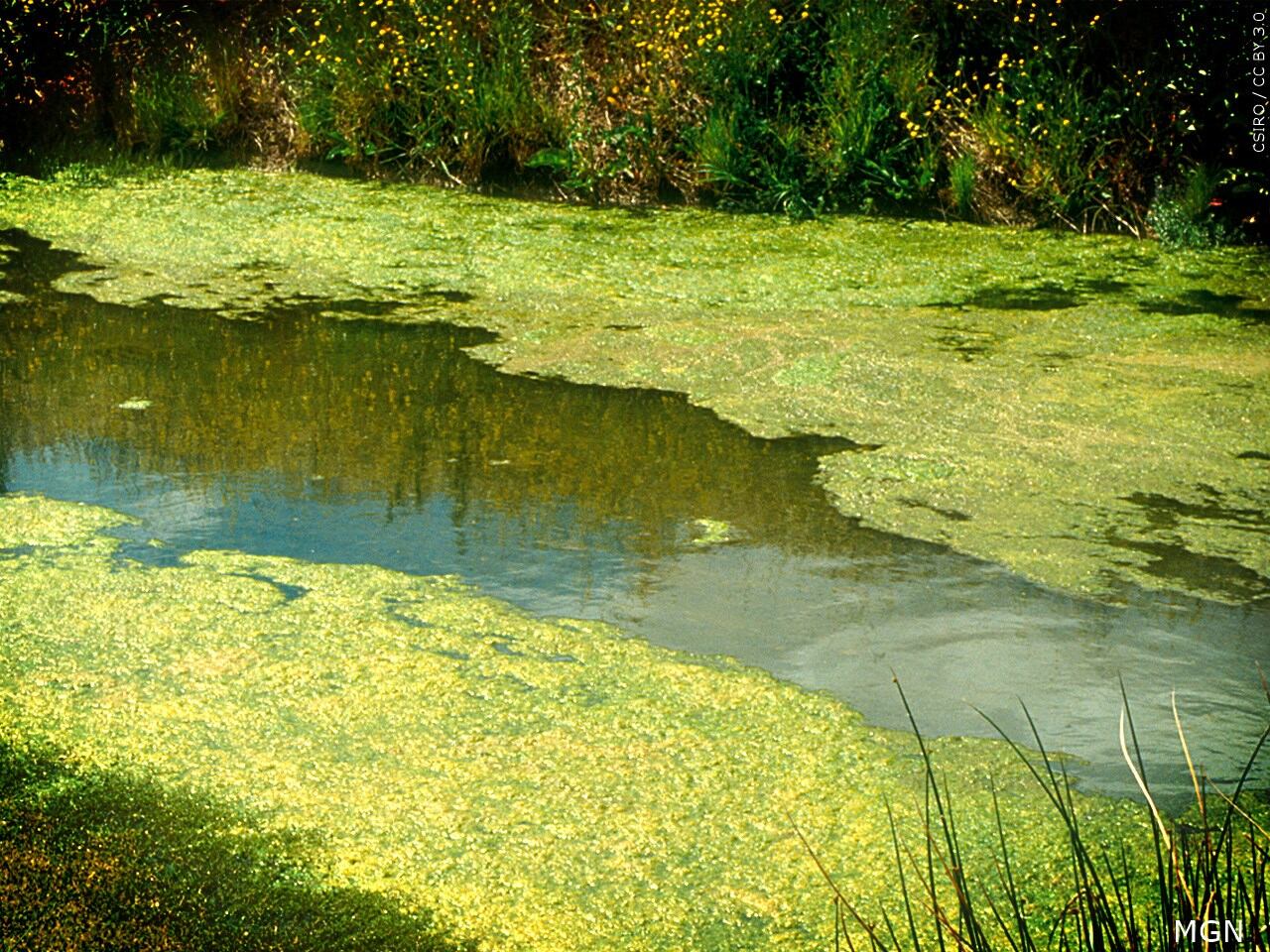 Lake Waccamaw had more toxic algae 28,000 years ago, study finds