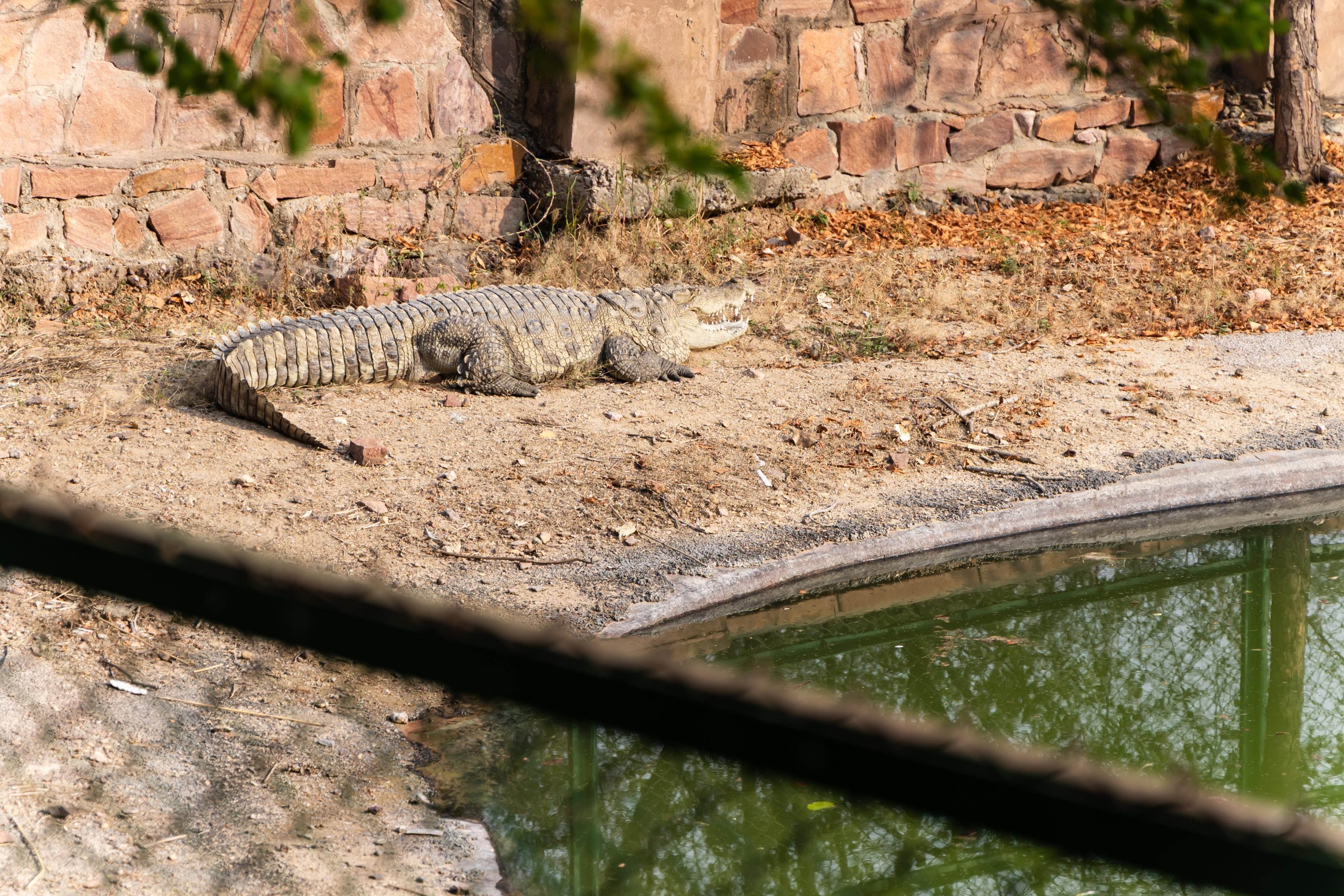 Man throws boy into crocodile pit, zoo owner's wife jumps in to save him