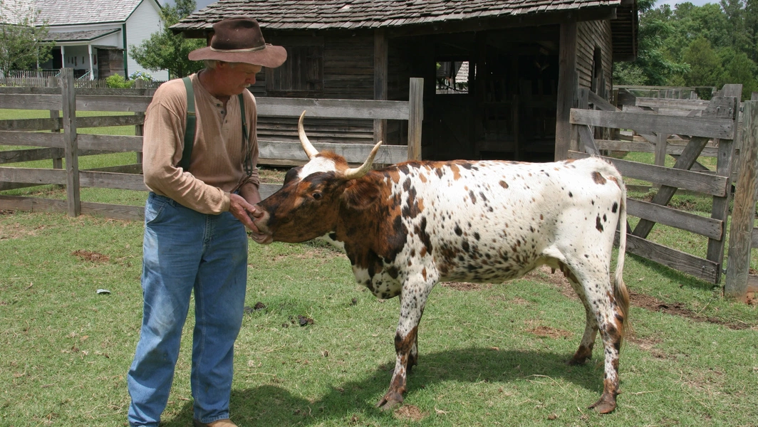12 rare American farm animal breeds